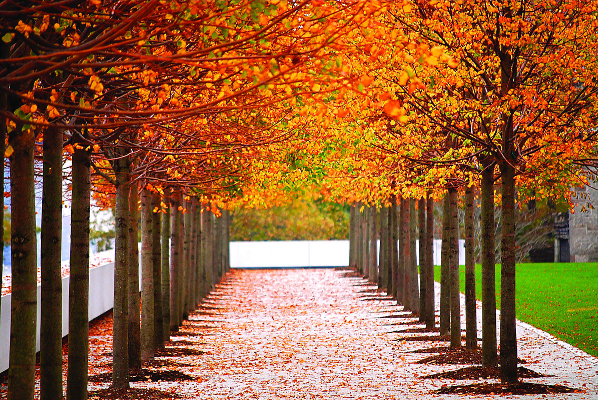 Images for Rootball Fixing System - Plati-Mat