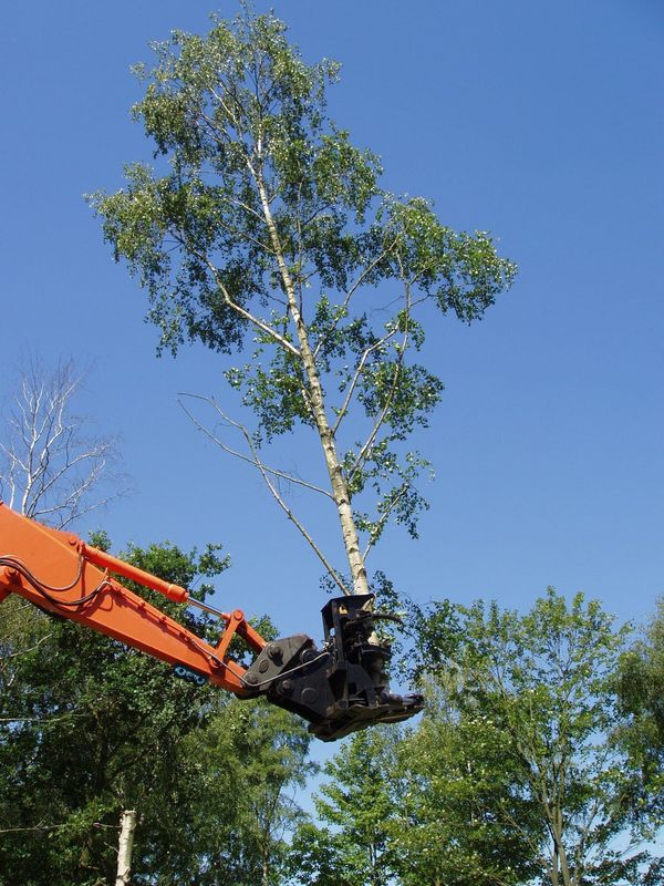 Images for Tree clearance services; stump grinding; felling