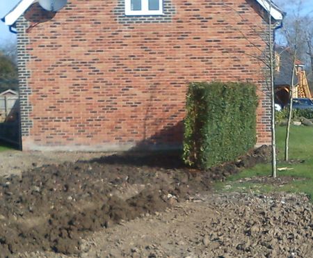 Mature Ready Grown Hedges | Practicality Brown | ESI External Works
