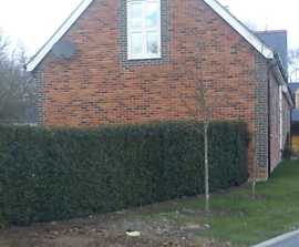 Mature Ready Grown Hedges | Practicality Brown | ESI External Works