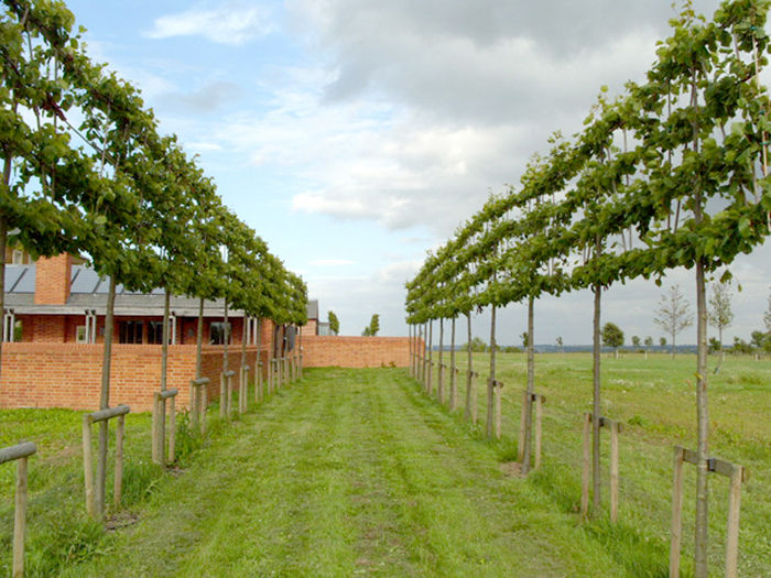 Pleached trees | Images