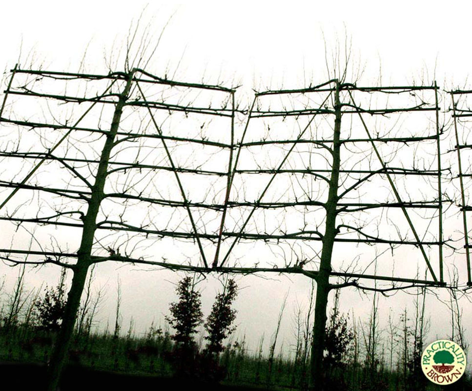 Images for Pleached trees