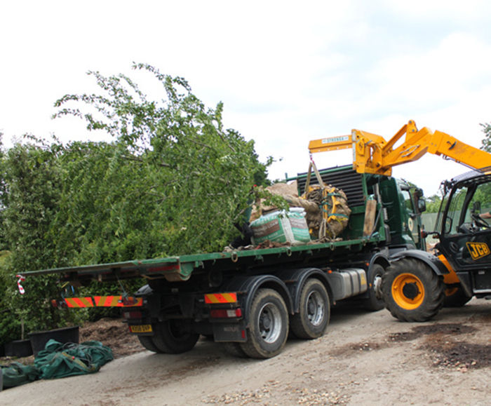 Images for Transplanting large trees by crane into small gardens