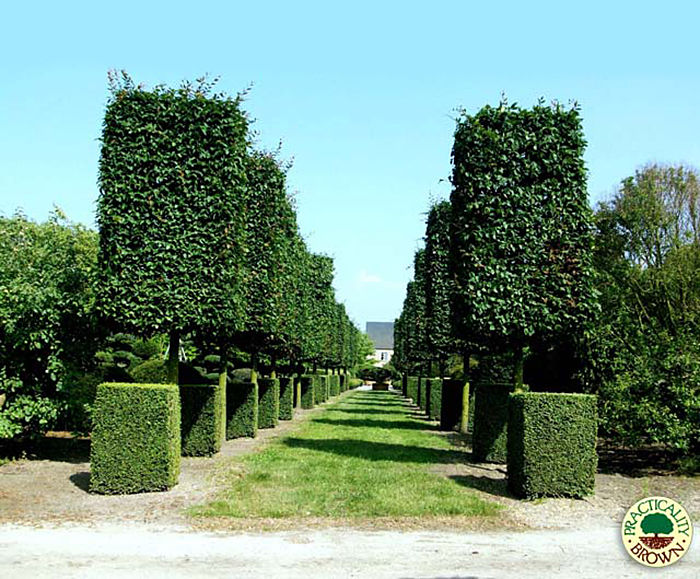 Images for Specimen trees