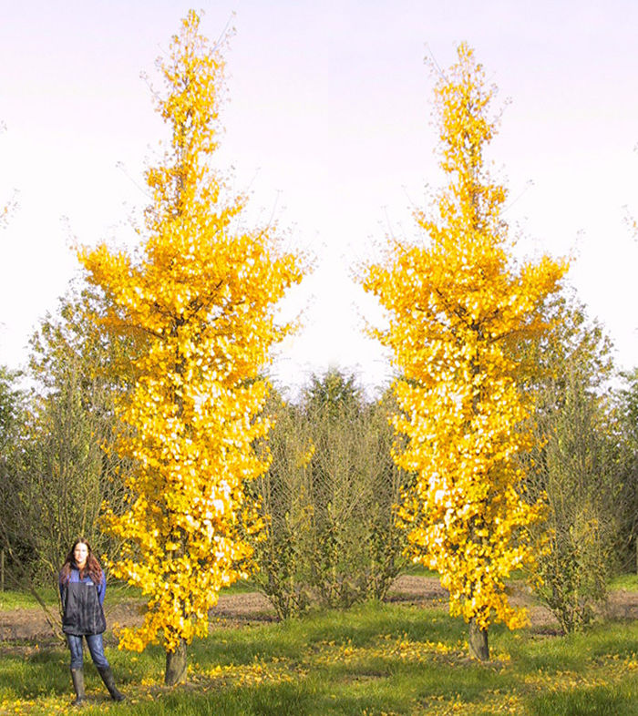 Images for Specimen trees