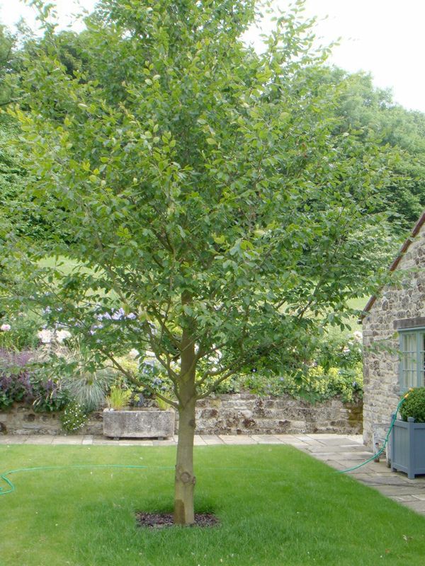 Images for Specimen trees