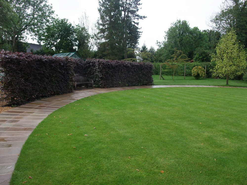 Purple Beech (Fagus sylvatica Purpurea) hedge | Images