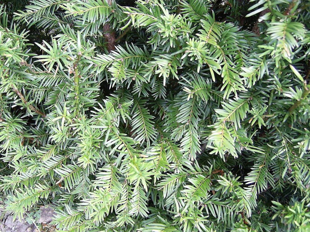 Images for Yew Instant Hedge (Taxus baccata)