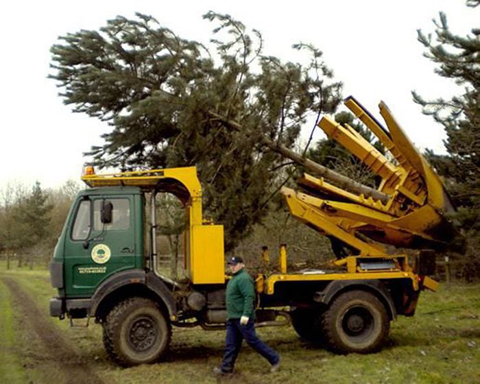 Images for Tree moving and transplanting