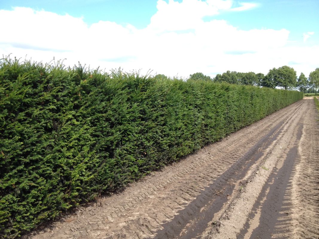 Yew Instant Hedge (Taxus baccata) | Images