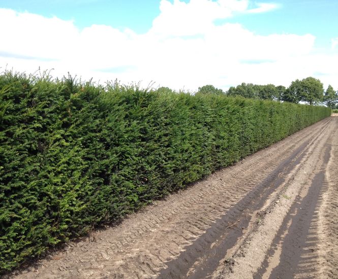 Yew Instant Hedge (Taxus baccata) | Practicality Brown