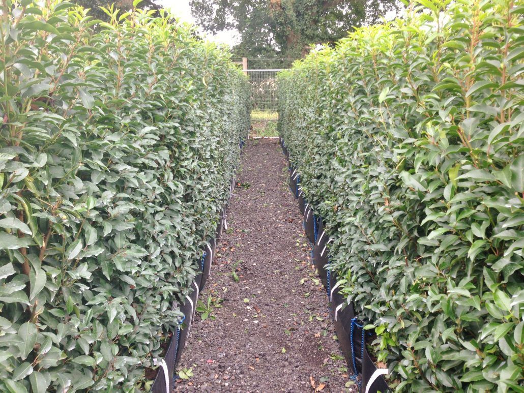 Practical Instant Hedge™ | Images