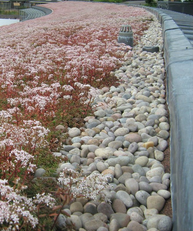 Enviromat® - sedum matting for extensive green roofs | Images