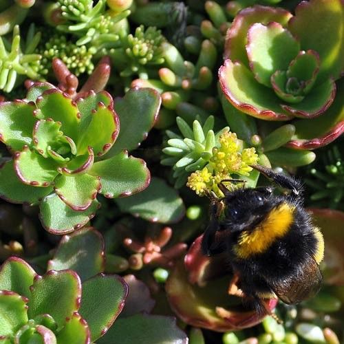 Enviromat® - sedum matting for extensive green roofs | Images