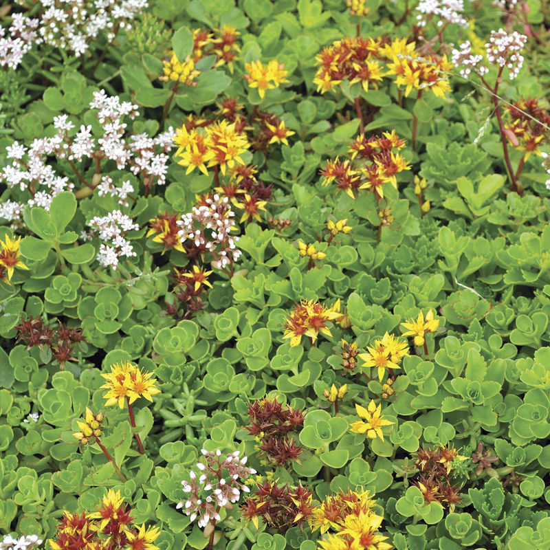 Enviromat Sedum Ground Mat Kit | Images