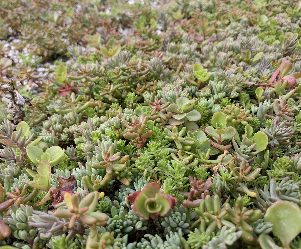 Enviromat Sedum Ground Mat Kit | Images