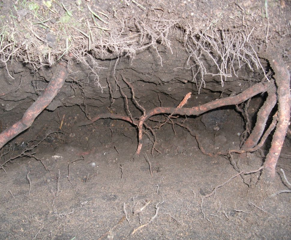 Images for Air Spade tree root investigation service