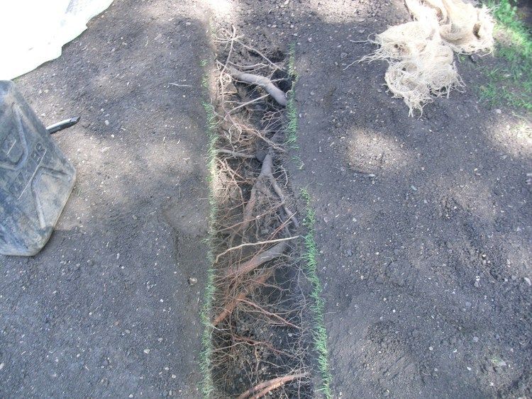 Images for Air Spade tree root investigation service