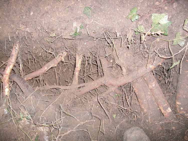 Images for Air Spade tree root investigation service