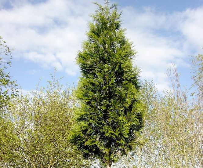 Memorial and commemorative trees sourcing and planting | Ruskins