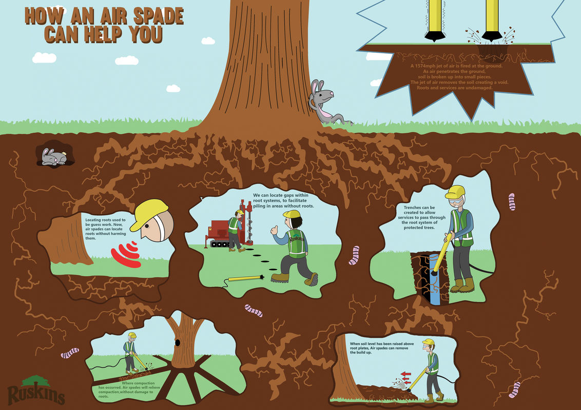 Images for Air Spade tree root investigation service