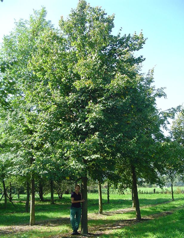 Tree supply and planting | Images