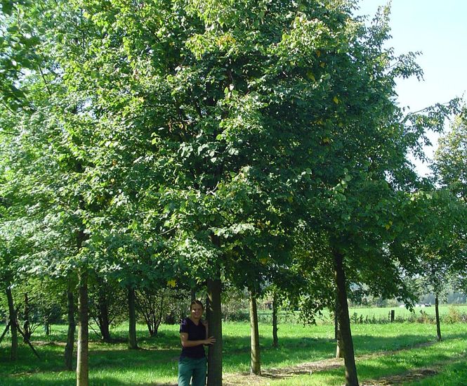 Tree supply and planting | Ruskins