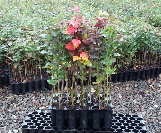 Cell-grown trees | Cheviot Trees