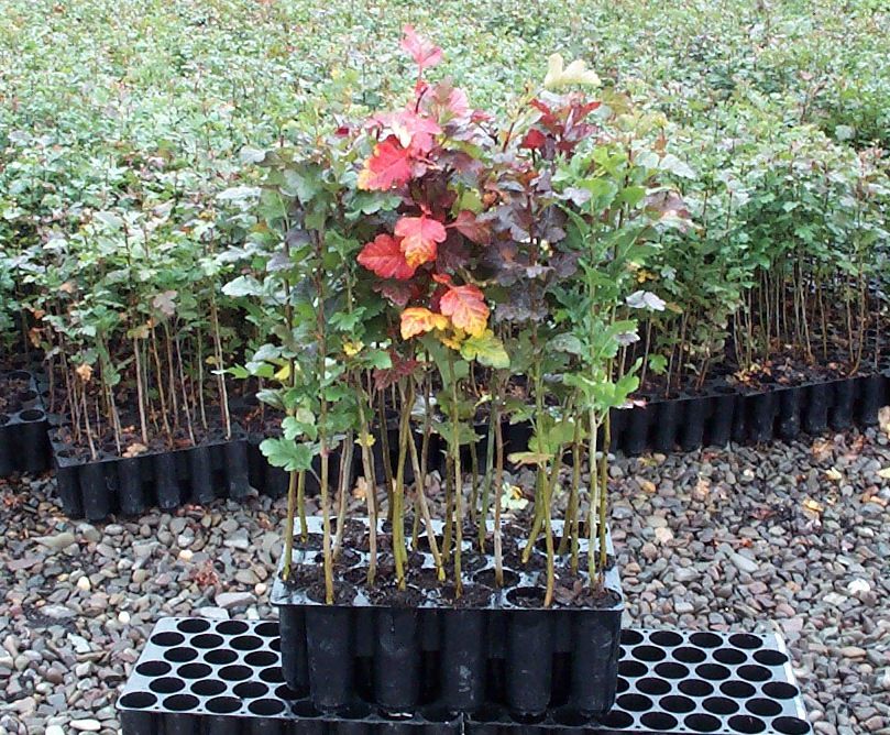 Cell-grown trees | Cheviot Trees | ESI External Works