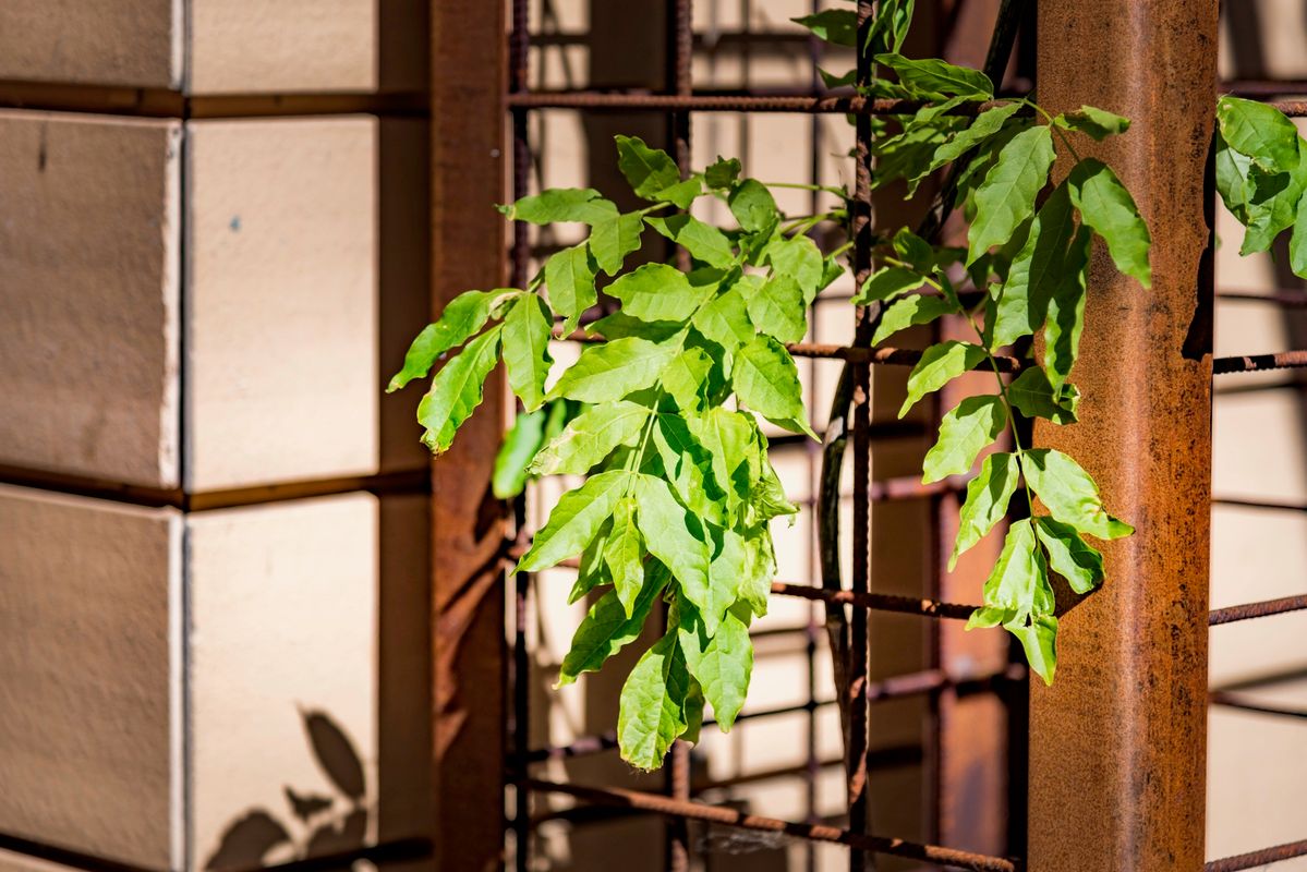 Images for POC - Screens and flower towers