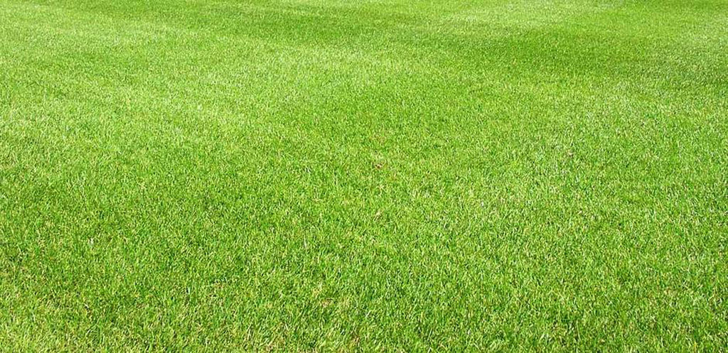 J 4Turf 50 pre-winter overseeding grass seed | Images
