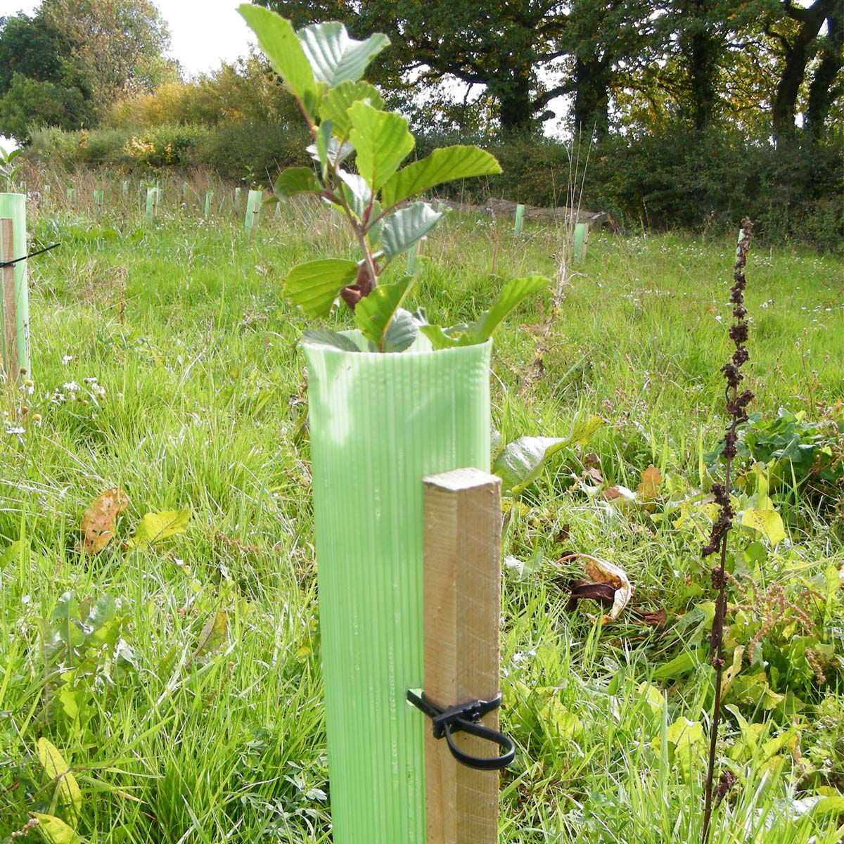 Vigilis standard photodegradable tree shelters | Suregreen | ESI ...