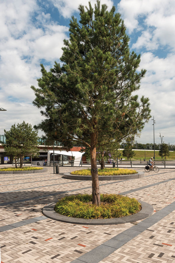 Architectural concrete tree surrounds, Dronten Station | URBASTYLE ...