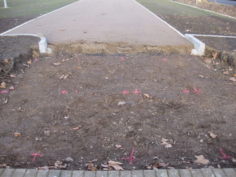 Root bridge to create car parking spaces near trees | Images