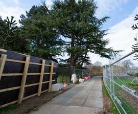 Tree root protection on access road at Royal Botanic Gardens | Green ...