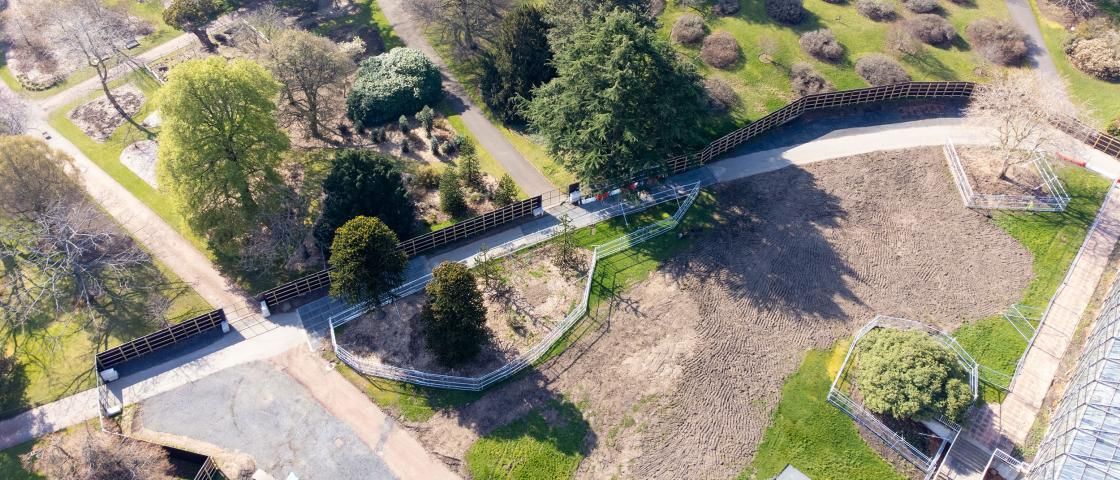 Tree root protection on access road at Royal Botanic Gardens | Images