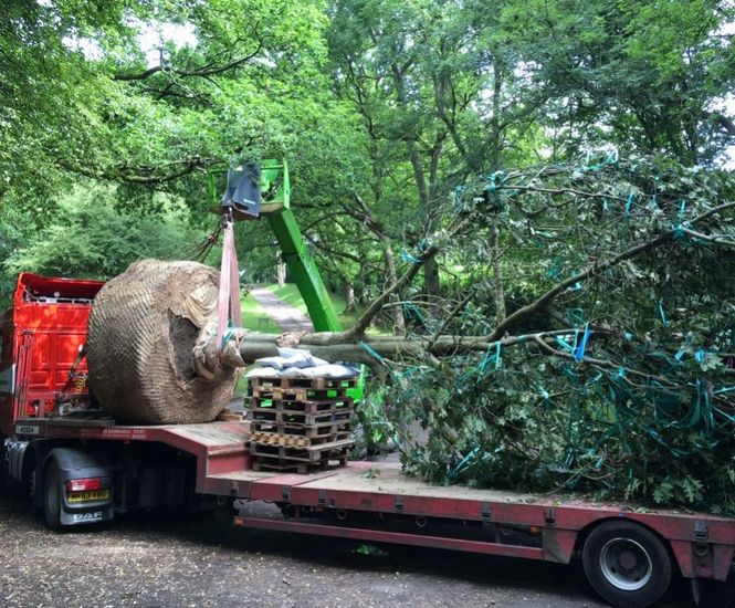 Tree lifting and movement | Todds Nursery