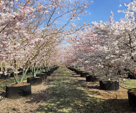 Multi stem trees | Todds Nursery | ESI External Works