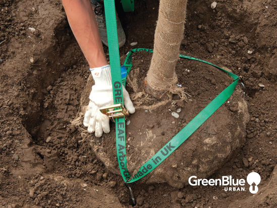 ArborGuy Drive-In Rootball Anchor - underground tree anchoring system ...