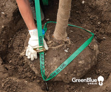 ArborGuy Drive-In Rootball Anchor - underground tree anchoring system ...