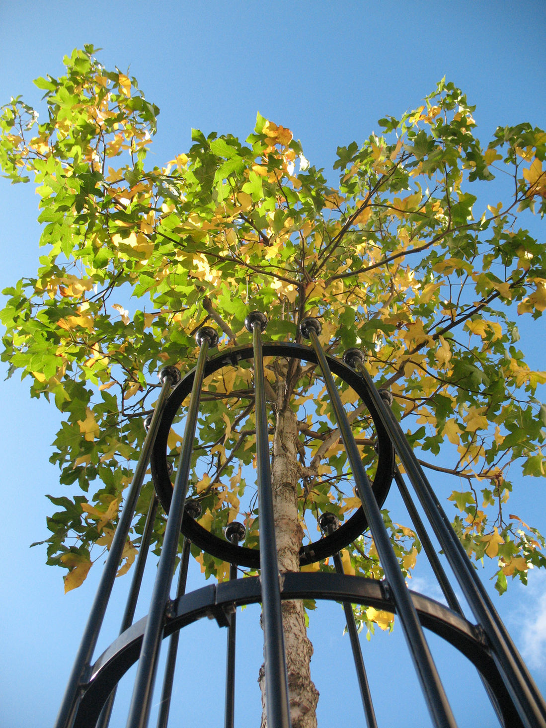 Vertical metal tree guards | GreenBlue Urban Ltd | ESI External Works