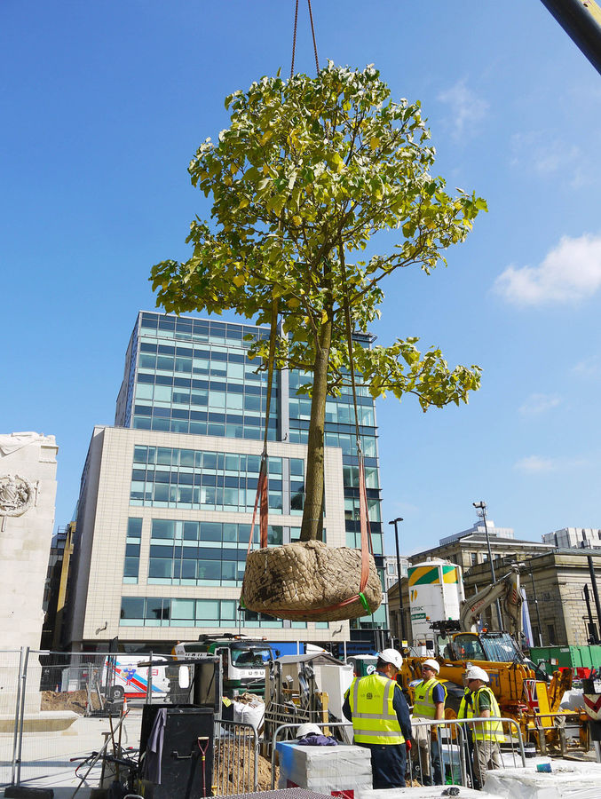 Tree pit system for St Peters Square, Manchester | GreenBlue Urban Ltd ...