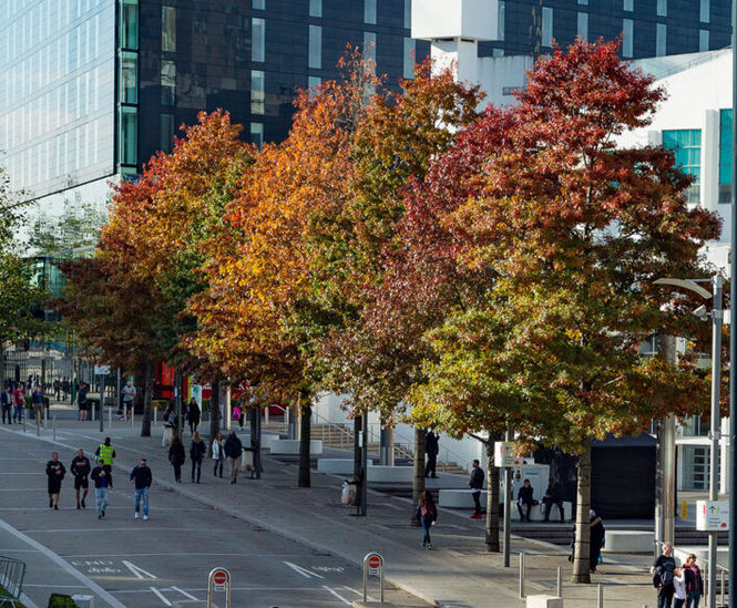 ArborAdvance - the first urban tree health warranty | GreenBlue Urban Ltd