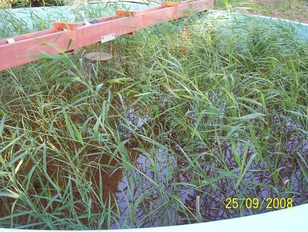 Ferric sludge reed bed treatment trial results | Images