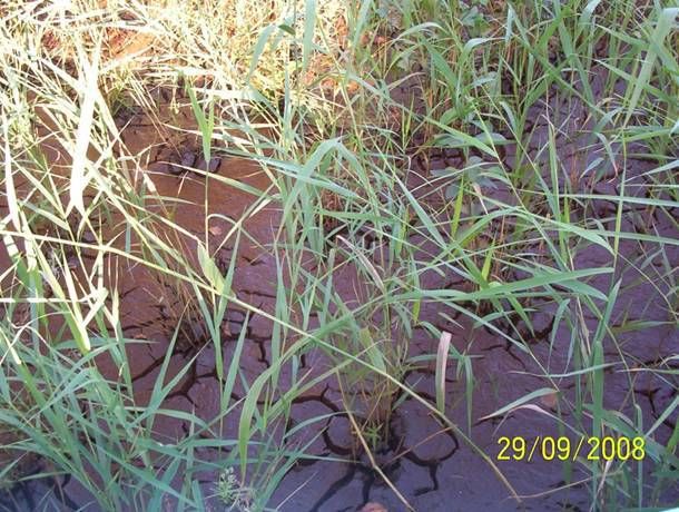 Ferric sludge reed bed treatment trial results | Images