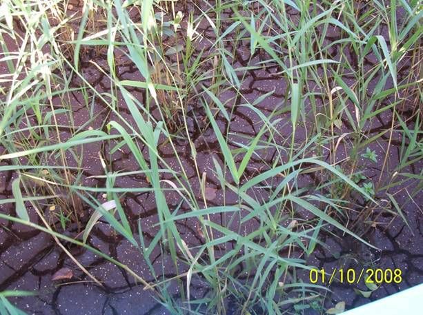 Ferric sludge reed bed treatment trial results | Images