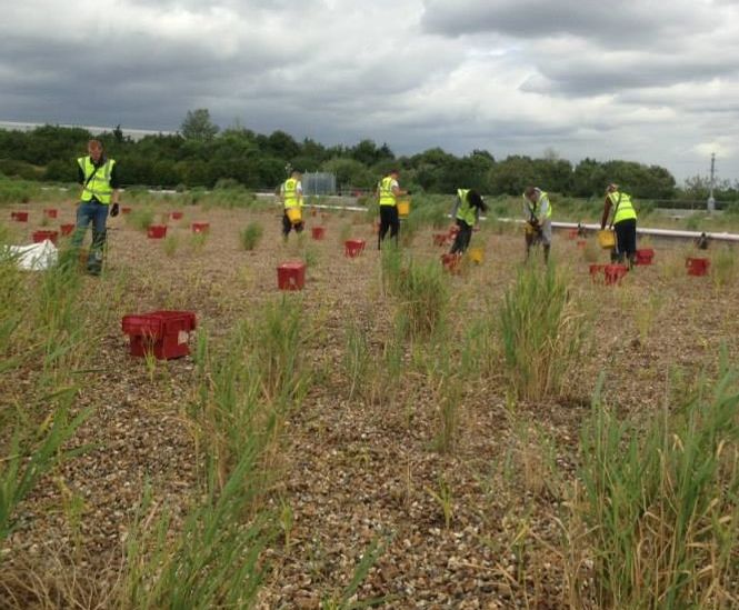 Weeding and planting at Heathrow Airport's reedbeds | ARM Reedbeds