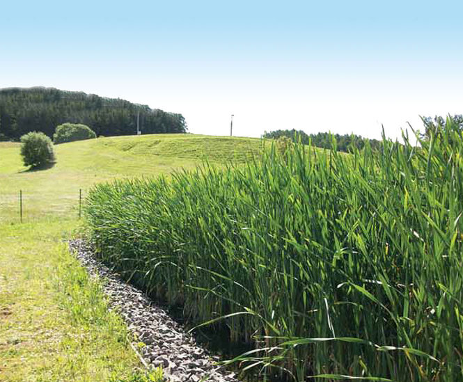 Horizontal flow reedbed refurbished for water company | ARM Reedbeds