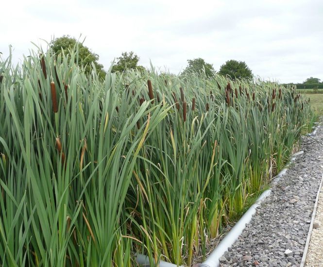 Aerated vertical flow reedbed reduces costs for Thames Water | ARM Reedbeds