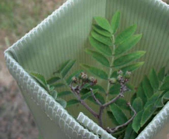 Defender Pro tree shelter | Rainbow Professional